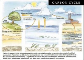 » Bringing Wetlands to Market: Nitrogen & Blue Carbon